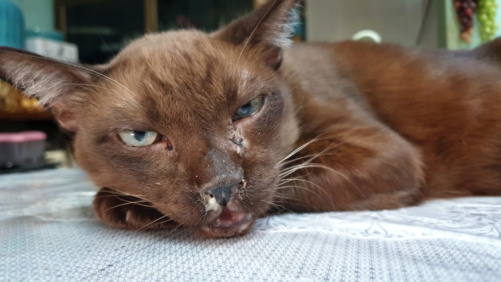 Understanding Feline Viral Infections | Veterinarian in Bonita Springs ...